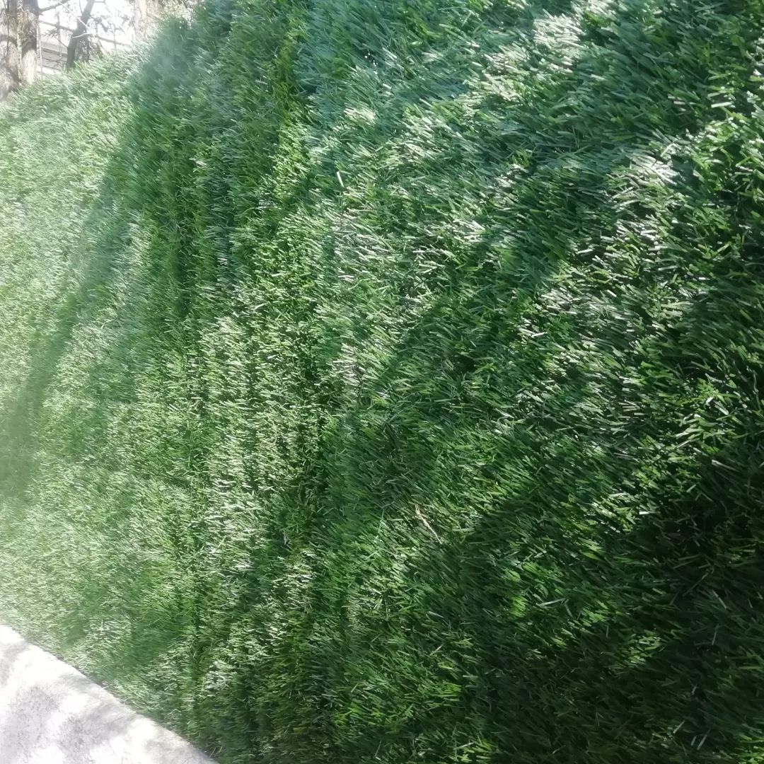 Seto artificial 100% Nacional en la Costa Brava – Trabajos realizados ...